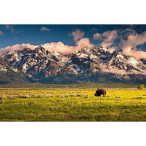 Laminated Bison Grazing Below Grand Teton Mountains Photo Art Print Sign Poster 36x24 inch