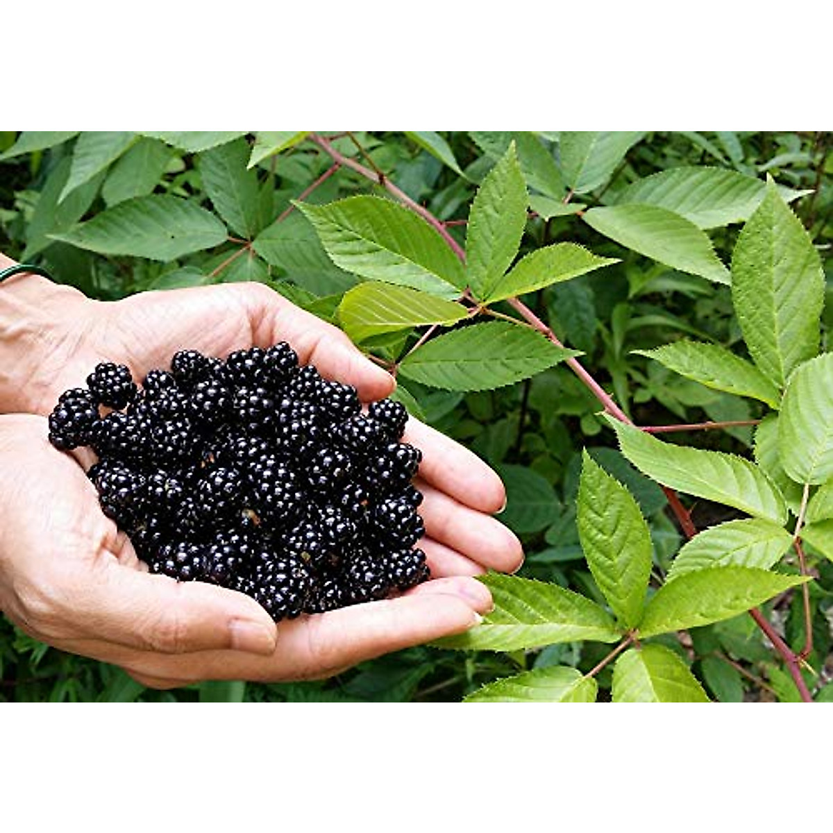 BlackBerry - Chester - THORNLESS - Non-GMO - Good Flavor, Large Berries - 2 Pack - Wrapped in Coco Coir - GreenEase by ENROOT