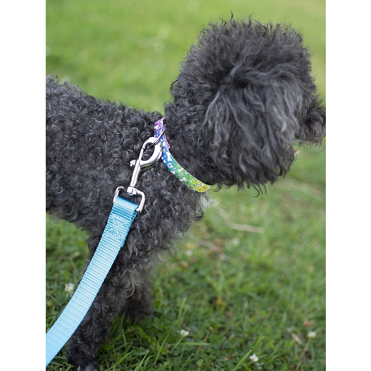 Country Brook Petz - Deluxe Trippy Doggo Dog Collar - Made in The U.S.A. - Groovy Collection featuring Far Out Designs (1 Inch, Large)