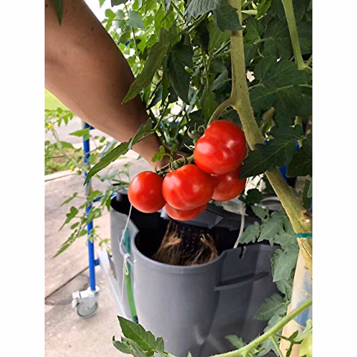 DWC Hydropoinc System Kit (4)