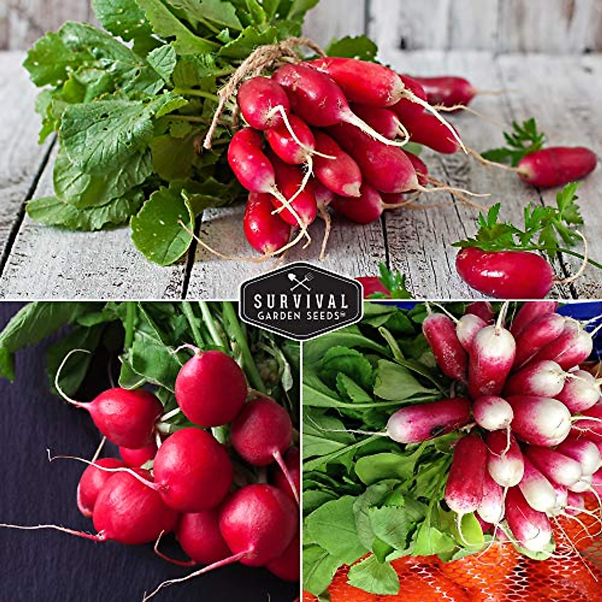 Survival Garden Seeds Radish Collection Seed Vault - Watermelon (Daikon Type), Purple Plum, French Breakfast, Daikon, Champion Radishes - Non-GMO Heirloom Seeds for Planting in Your Vegetable Garden