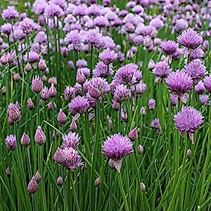 Outsidepride Allium Chives Culinary Herb Garden Plants for Cooking, Pollination, & Dried Arrangements - 1 OZ