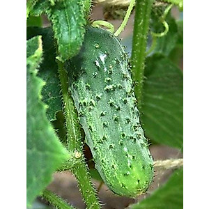 100 Boston Pickling Cucumber Seeds for Planting 3 Grams of Seeds Heirloom Non GMO USA Harvested Survival Garden