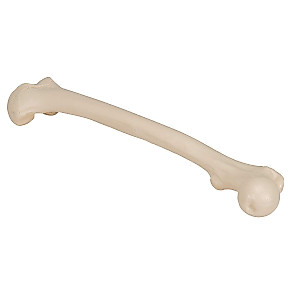 3B Scientific A35/1 Femur - 3B Smart Anatomy