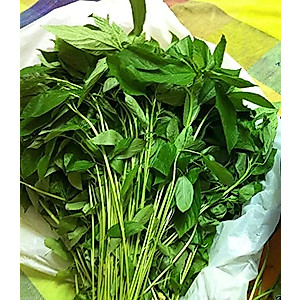 2000+ Seeds Egyptian Spinach, Jute Plant, Corchorus Olitorius Molokhia, Ewedu, Jute, Saluyot Seeds, Rau Đay Xanh, green