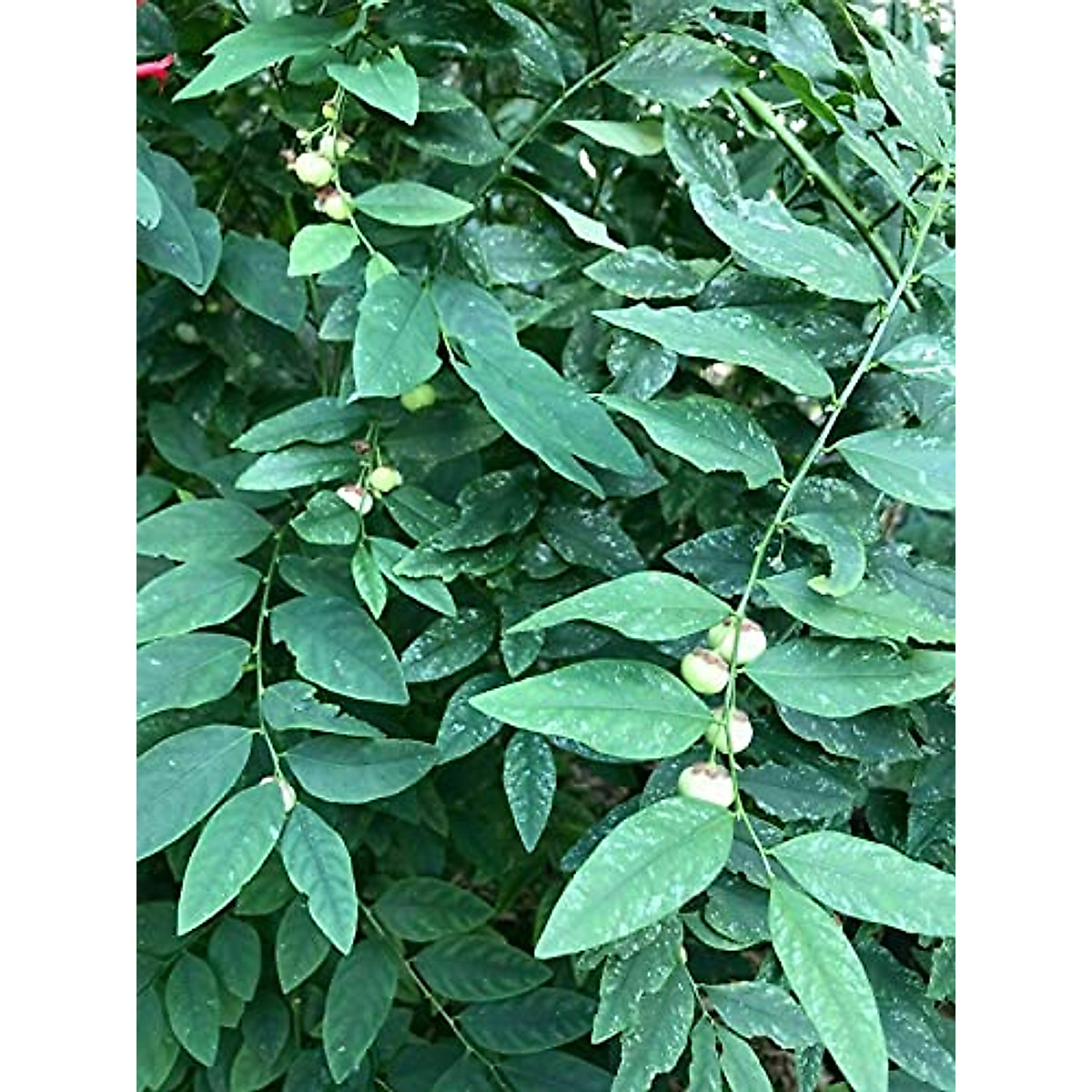 TRUPADU STORE 30 Seeds (Hạt rau Ngót) Kátụk Swẹét Lẹáf Sạurọpụs Andrọgynụs Sẹẹds Végẹtạblé Sẹéds, 30 Hat Rau Ngót for Plạnting