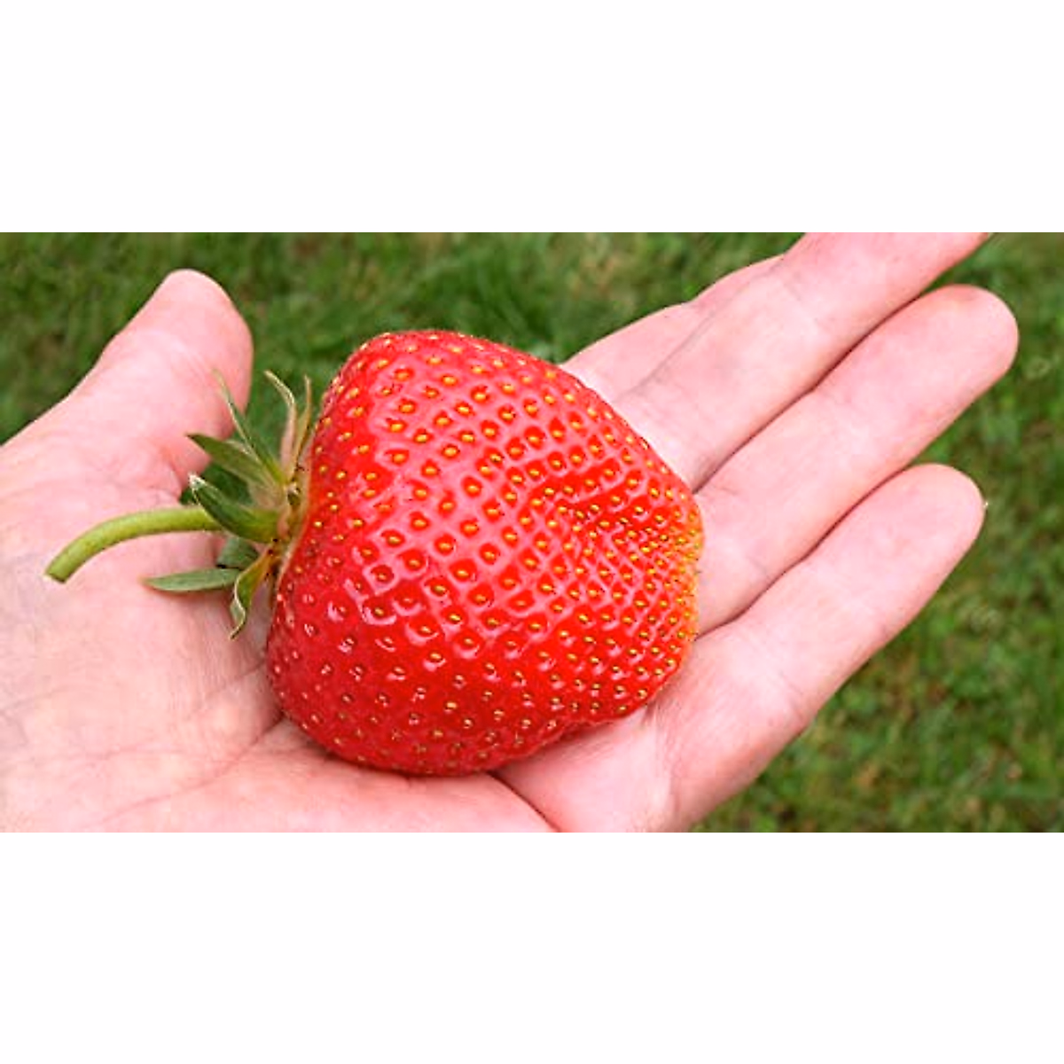 Giant Strawberry Seeds for Planting, 50 Heirloom Seeds Per Packet, (Isla's Garden Seeds), Non GMO Seeds, Botanical Name: Fragaria vesca, Great Home Fruit Garden Gift