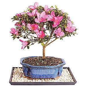 Brussel's Live Satsuki Azalea Outdoor Bonsai Tree - 7 Years Old; 8" to 10" Tall with Decorative Container, Humidity Tray & Deco Rock
