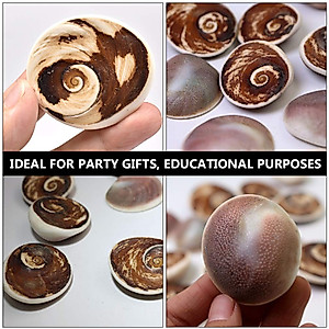 Scicalife 100g Sun Shell Fossil Stone Paleontology Fossil Stones Specimen Ornaments for Basic Paleontology Biological Science Education