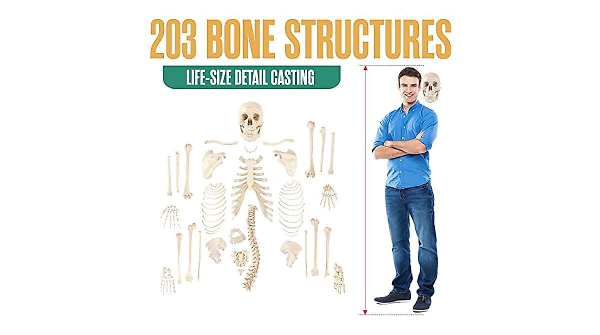 Houseables Life-Sized Anatomical Skeleton Model