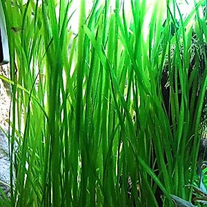Jungle Vallisneria Rooted Plants 1.5-2 Feet Tall - Easy Background Aquarium Plants