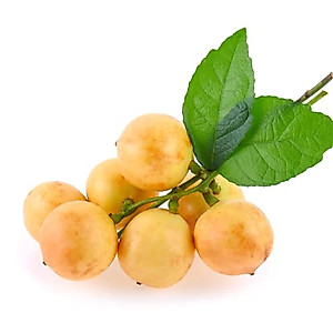 QAUZUY GARDEN 10 Burmese Grape Seeds (Baccaurea Ramiflora) - Non-GMO Fruit Seeds - Edible & Tasty &Attract Pollinators - Perennial Evergreen Tropical Exotic Fruit Tree