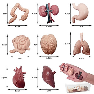 8 Pcs Human Body Model for Kids Human Organ Model Anatomy, 3D Anatomy Model Realistic Brain Heart Lung Liver Stomach Large Intestine Small Intestine Kidney Models for Halloween Party Prop
