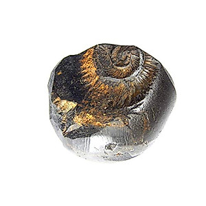 XUETZALCOATL Vrikshah Sudarshan Shaligram 1.5cm - 2.5cm from Kali Gandaki 1 pcs