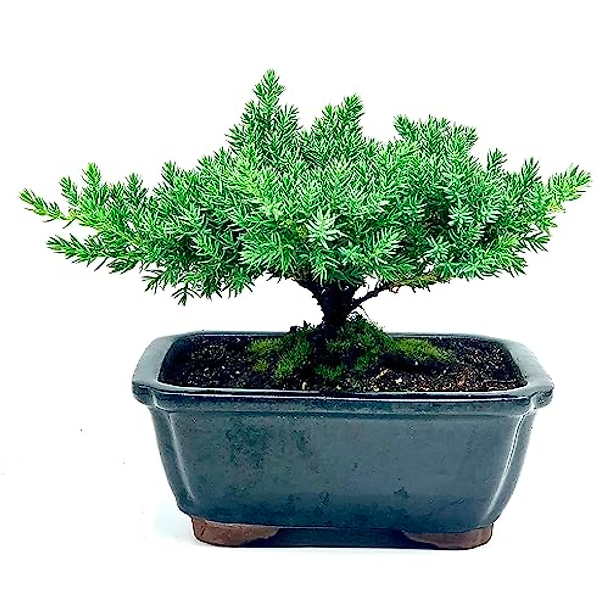 Live Dwarf Juniper Bonsai Tree | Indoor/Outdoor | 100% Handcrafted| Home and Office Décor | Best Gift for Holiday