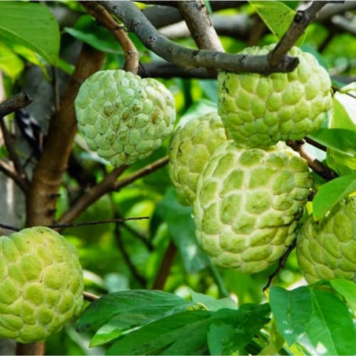 Annona Squamosa Sugar Apple Tree Live Plant 8 Inc Tall, Sweet Sugar Apple Fruit Tree Na Dai, Sugar Apple Plant