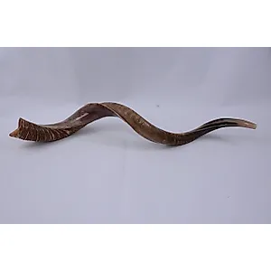 Sale 42"- 44" Extra Large Yemenite Kudu Horn Half Polished Half Natural Shofar Shofars with Free Anti Odor Spray and Bag From Israel