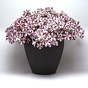 Outsidepride Burgundy Star Easy Wave Petunia Spreading Garden Flowers for Hanging Baskets, Pots, Containers, Beds - 30 Seeds
