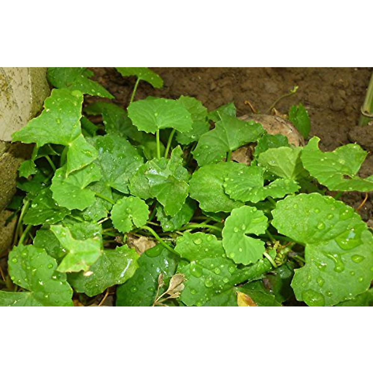 500 Premium Organic Centella Asiatica - Rau Ma - Pennywort - Gotu Kola - Seeds by Happy Seeds & Garden