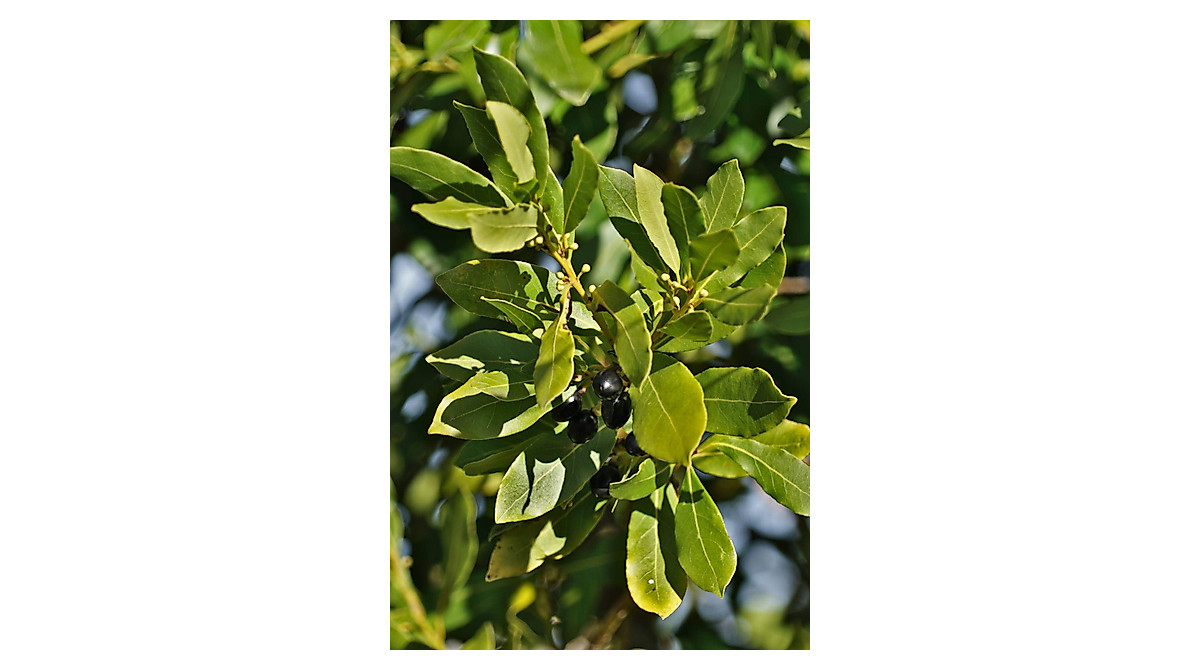 Buy Sweet Bay Leaf Plant 4-6 Inches - Bay Laurel Tree