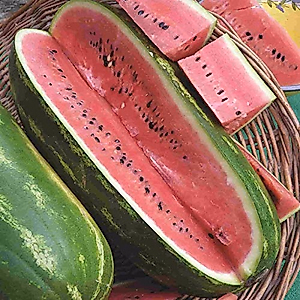 Jubilee Sweet Watermelon Seeds for Planting, 50+ Heirloom Seeds Per Packet, (Isla's Garden Seeds), Non GMO Seeds, Botanical Name: Citrullus lanatus, Great Home Garden Gift