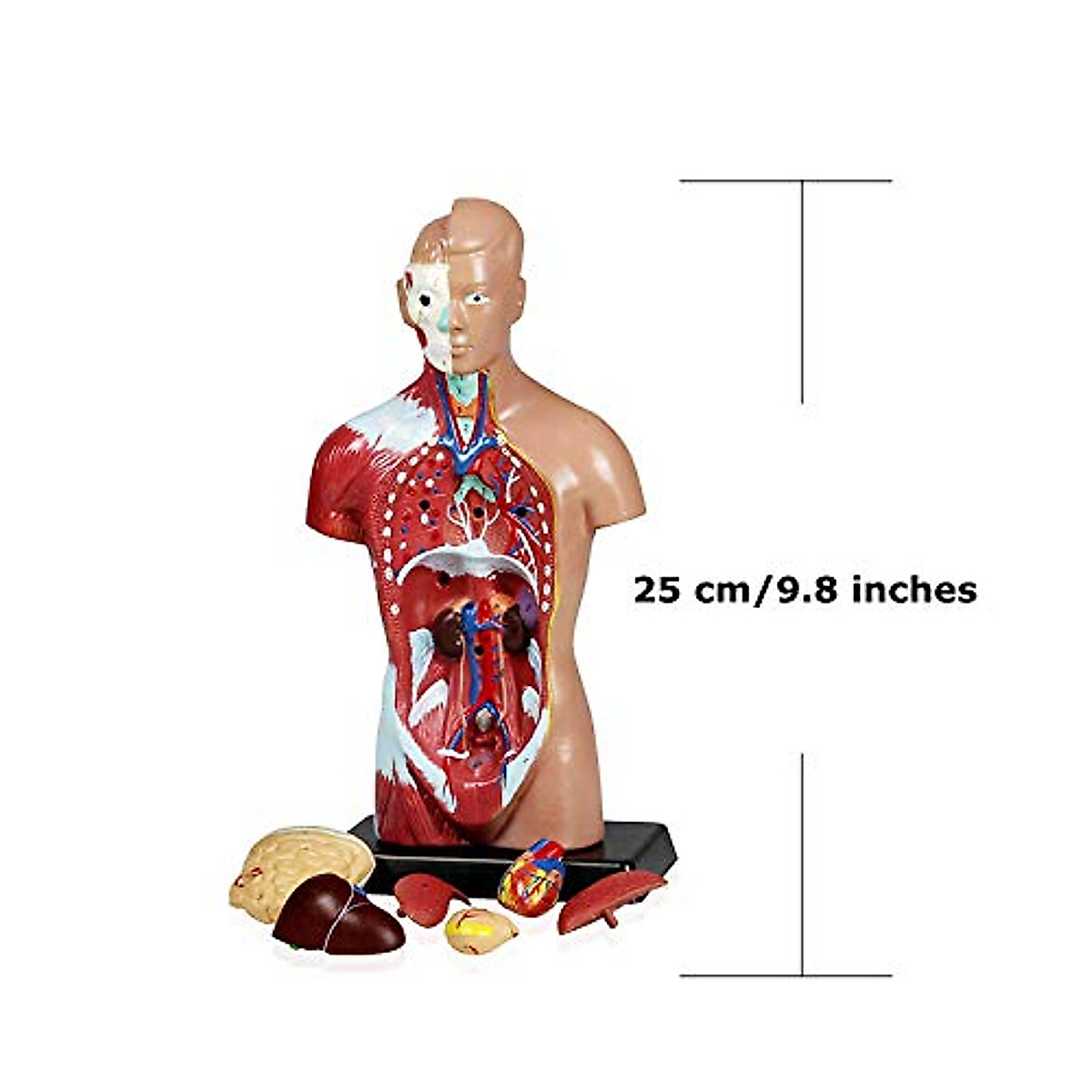 Parco Scientific PBM-B12 Elementary and High School Learning Package | Set of Three Human Anatomy Models, Skeleton, Torso and Skin | W Manual & Carrying Case