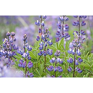 Riverbank Lupine Flower Seeds, 100+ Heirloom Seeds Per Packet, (Isla's Garden Seeds), Botanical Name: Lupinus rivularis, Non GMO Seeds