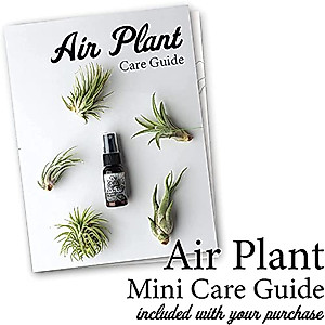 Cute Farms Tillandsia Air Plant Fertilizer | Gentle Daily Use Formula Plant Food with Care Guide | Formulated Nutrients for Air Plants (Two - 8 oz. Spray Bottles)