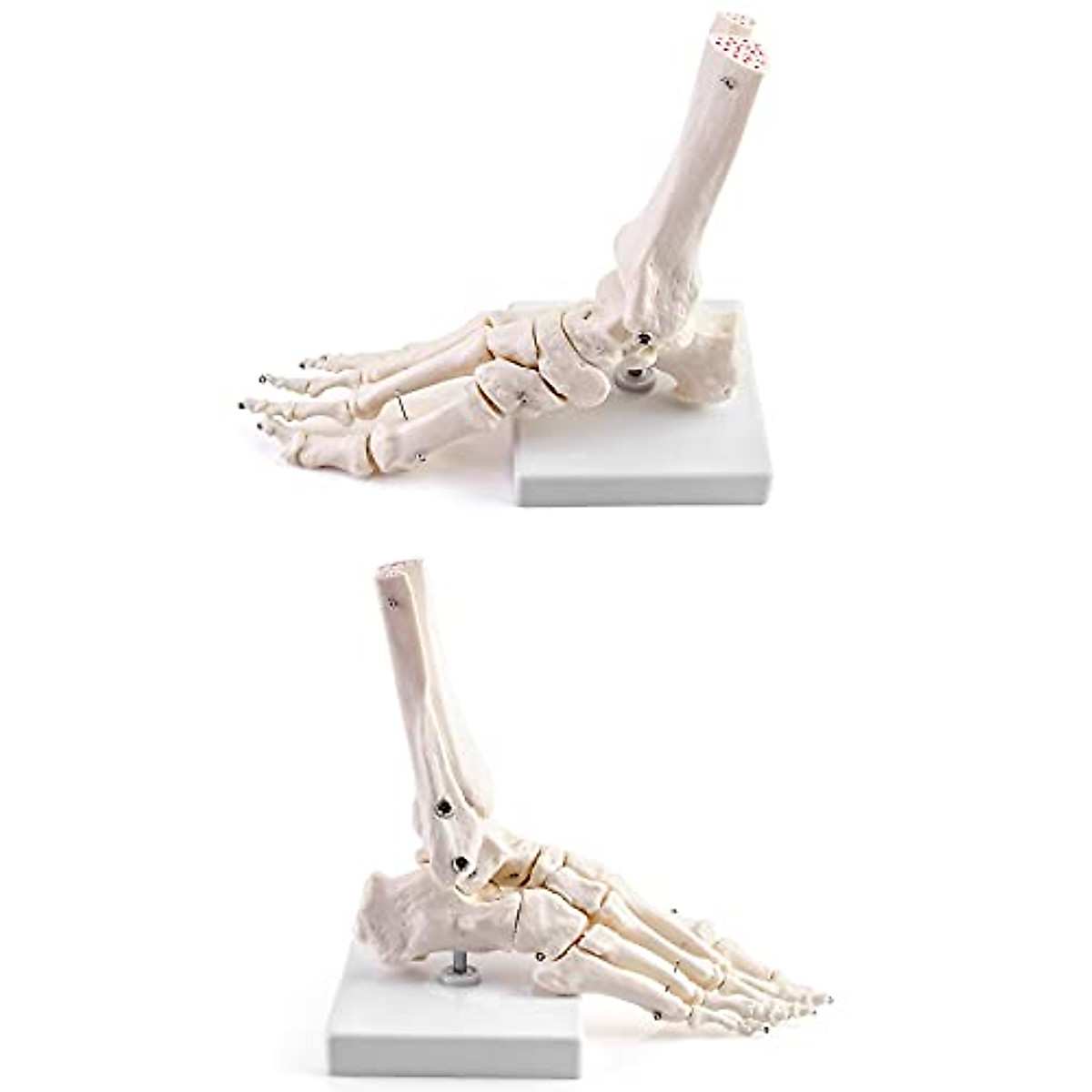 QWORK Human Foot Skeleton Model, Life Size Medical Anatomy Foot and Ankle Model, Right, Fully Articulated, for Medical Study & Science Classroom