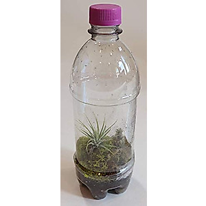 Club SciKidz STEM Box Rainforest Rescue