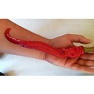 30+ Cow Horn Hot Pepper Seeds Heirloom Non-GMO Spicy, 10" Long, Productive! from USA