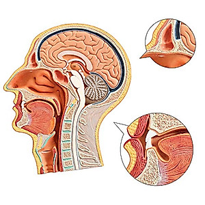 Evotech Scientific Human Relief Median Section Head Model, Head and Brain Model, Medical Head Brain Neck Median Section Study Model, Natural Size, Oral and Nasal, Larynx & Pharynx Model
