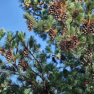 QAUZUY GARDEN 50 Seeds Northern Eastern White Pine Seeds, Soft Pine, Tree of Peace Seeds - Perennial Evergreen Tree - Excellent Windbreak Hedges & Good for Wildlife