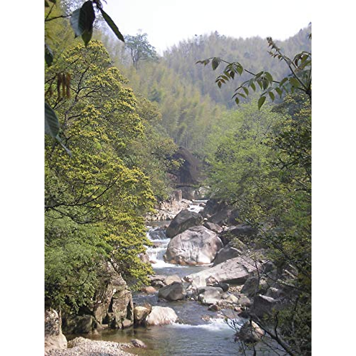 The Tao of Tea, Black Dragon Oolong Tea, Loose Leaf, 3.5 Ounce Tin