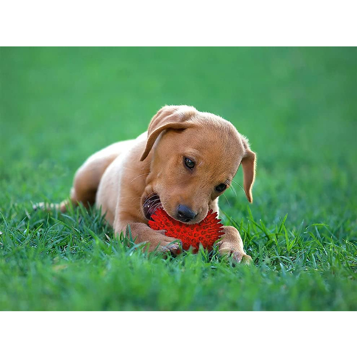 PetSport 2" Gorilla Spiky Ball Floating Dog Toy - Small | Vanilla Scented Super Durable TPR Rubber | Ultra Light, Strong & Bouncy | Play Fetch with Your Pet, Colors Will Vary