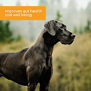 Made by Hemp - Hemp Oil for Dogs - Made in The USA - Holistic Relief for Stress, Pain, Inflammation - Hip and Joint Health - Sleep Aid - Dog Calming - Hemp Oil Drops for All Animals - 1 oz