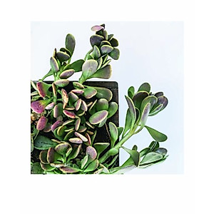 Succulent Garden Notecards: 20 Different Cards and Envelopes (Blank Nature Cards, Botanical Cards)