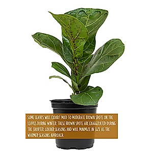 Plants for Pets Ficus Lyrata Fiddle Leaf Fig Plant, House Plants Indoors Live Ficus Tree Live Plant, Fig Trees Live Plants Indoor Plants Live Houseplants Fig Plants Live in Planter Pot in Soil Mix