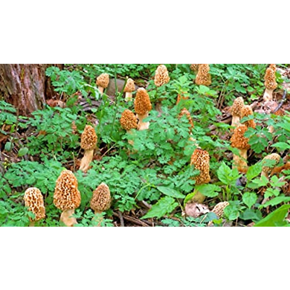 Large Kit Morel Mushroom Spores in Sawdust Seed Spore kit from WV 25 Gallon kit