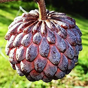 QAUZUY GARDEN 10 Sugar-Apple Seeds, Annona Squamosa Seeds, Custard Apple Seeds, Sweetsops, Grow Your Own Prolific Perennial Tropical Exotic Fruit Tree Plant