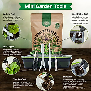 Organo Republic 30 Medicinal & Tea Herb Seeds Variety Pack 15,560+ Non-GMO Heirloom Garden Seeds for Indoor & Outdoors, Including Anise, Bergamot, Borage, Cilantro, Chamomile, Dandelion Seeds