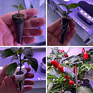 100pcs Grow Sponges, Replacement Indoor Hydroponic Sponges Seed Pods Compatible with Aerogarden, Plant Seed Starters Sponges for Hydroponic Growing System