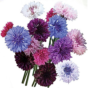Burpee Tall Double Mixed Colors Cornflower Seeds 250 seeds