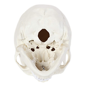 Alikeke Human Skull Anatomical Model, Human Anatomy Head Skeleton Model 4.5x3.5x3.5 in, Includes Full Set of Teeth, Removable Skull Cap and Articulated Mandible