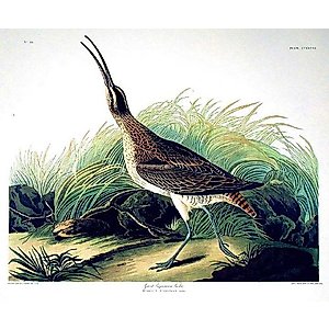 Great Esquimaux Curlew. From"The Birds of America" (Amsterdam Edition)
