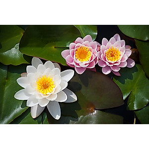 35 Pcs Bonsai Lotus Seeds for Planting Bowl Lotus Seeds, Water Lily Flower Plant Seeds. Great for Beginners and Seasoned Gardeners Alike.