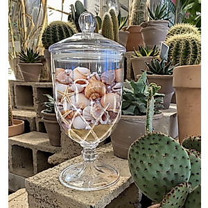 baflovga Candy Jars with Airtight Lids, 71 OZ Acrylic Cookie Jars, Plastic Apothecary Jars, Elegant Storage Canisters for Candy Buffet, Bathroom, Party, Wedding, Break-Resistant, Clear