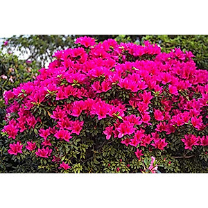 Espoma Organic Azalea-Tone 4-3-4 Natural & Organic Fertilizer and Plant Food for All Flowering Evergreen Shrubs. 4 lb. Bag. Use for Planting & Feeding to Promote Growth & Blooming - Pack of 2