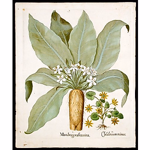 [Mandrake] Mandragora foemina; [Lesser celandine or Buttercup] Chelidonium minus
