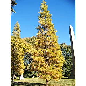 Pond Cypress | 10 Live Trees | Taxodium Ascendens | Wet Tolerant Fast Growing Shade Tree